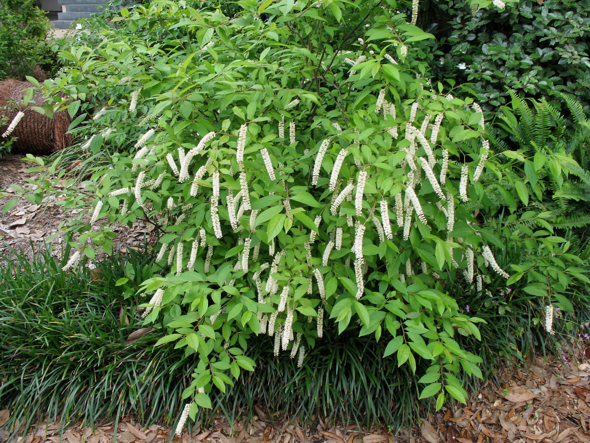 Online Plant Guide - Itea virginica 'Henry's Garnet' / Henry's Garnet Virginia Willow